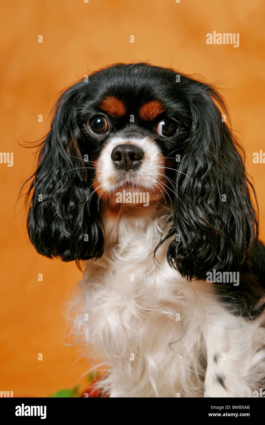 Cavalier King Charles Spaniel Portrait Stock Photo - Alamy