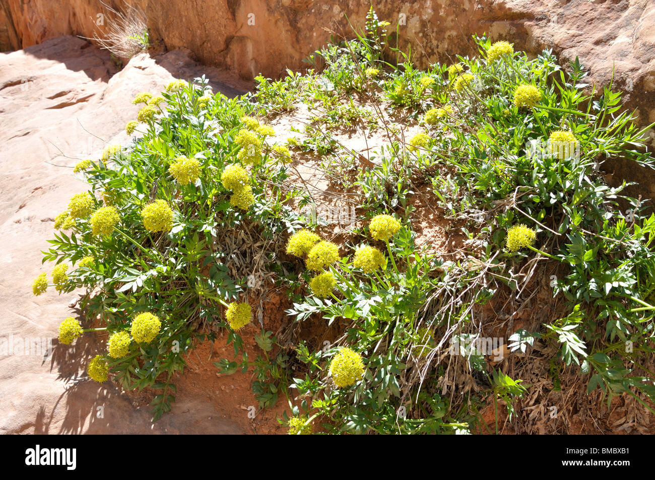 Biscuitroot hi-res stock photography and images - Alamy