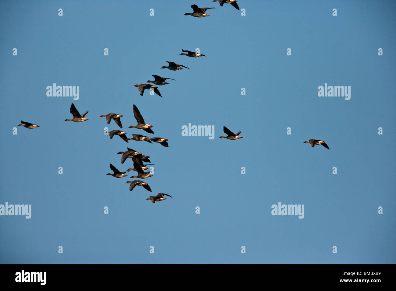 Bean geese flying on migration Stock Photo - Alamy