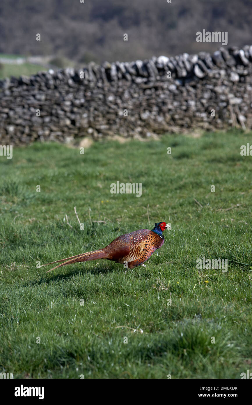 male pheasant in a field in the derbyshire dales peak district national ...
