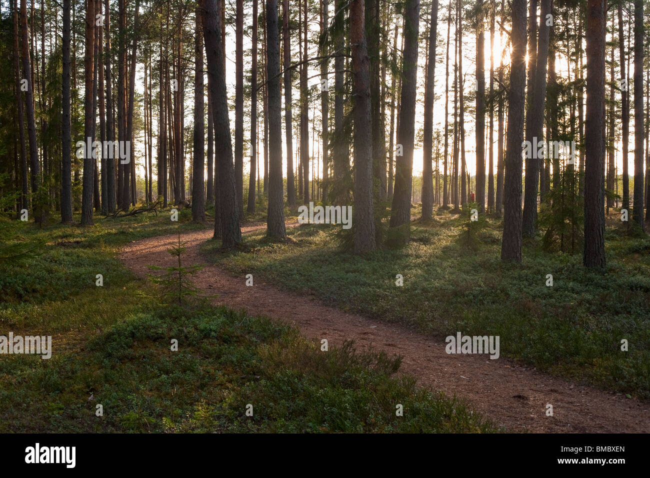 Path in woodland Stock Photo - Alamy