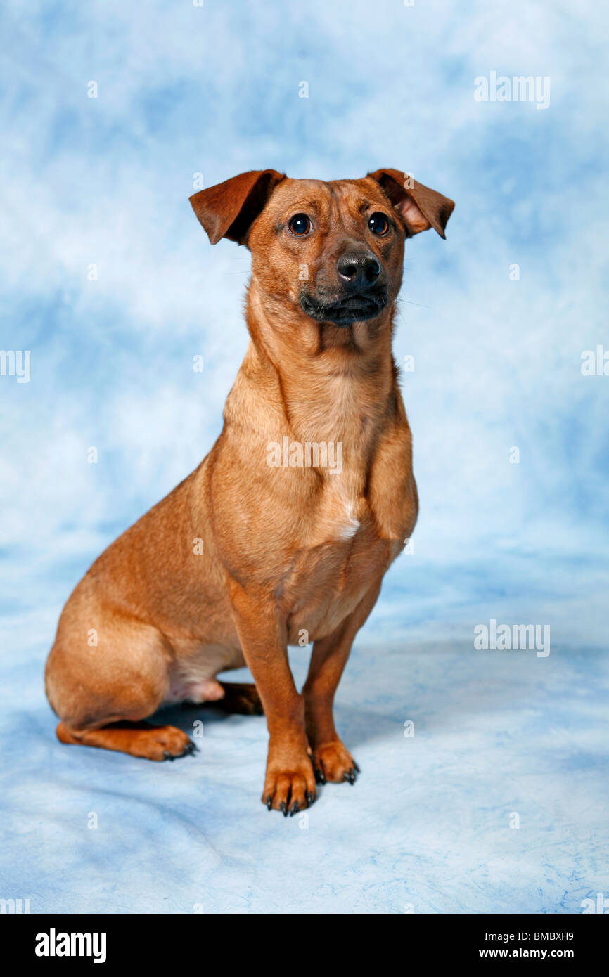 Brauner mischling hi-res stock photography and images - Alamy