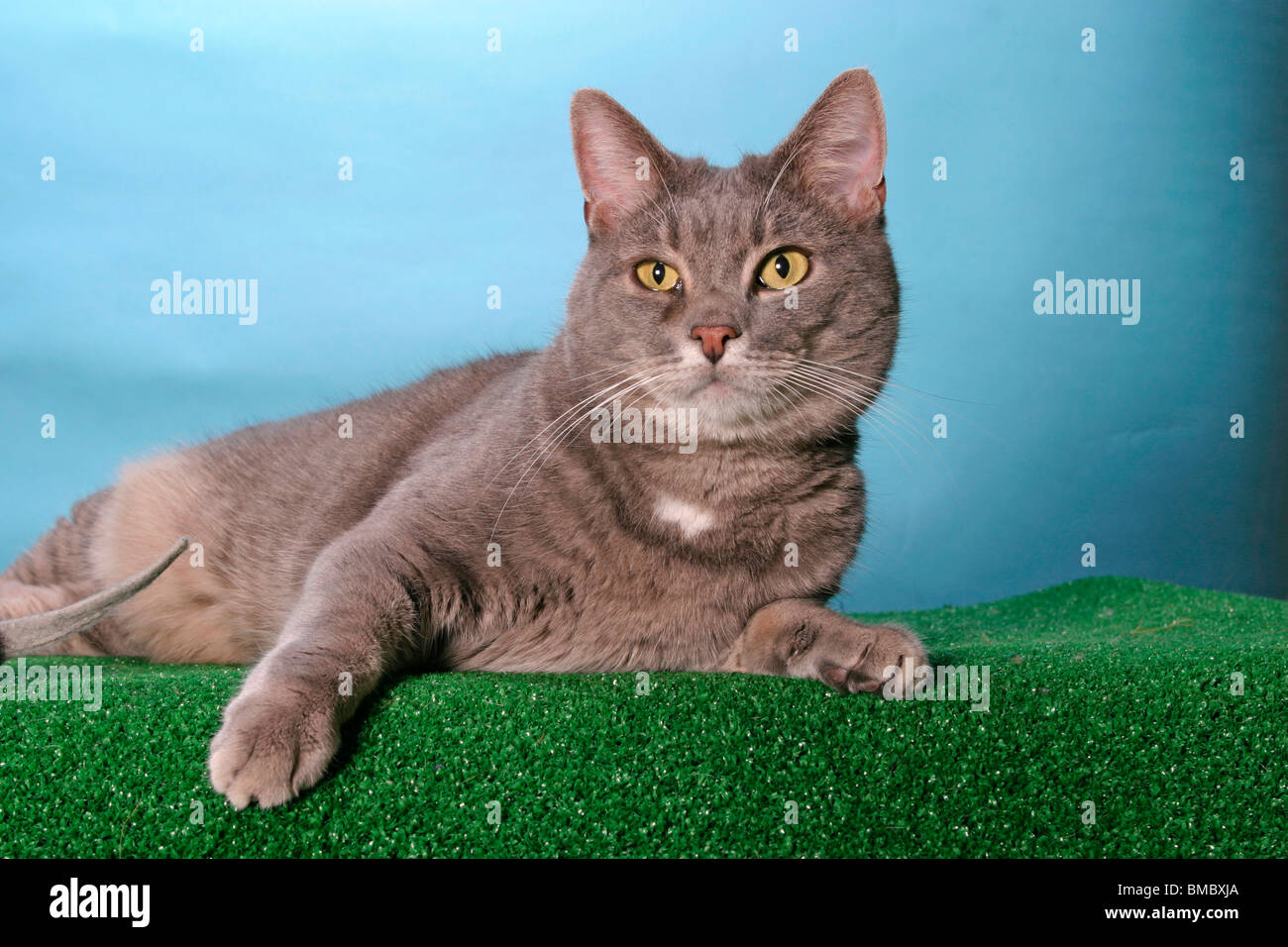 liegende Katze / lying cat Stock Photo - Alamy