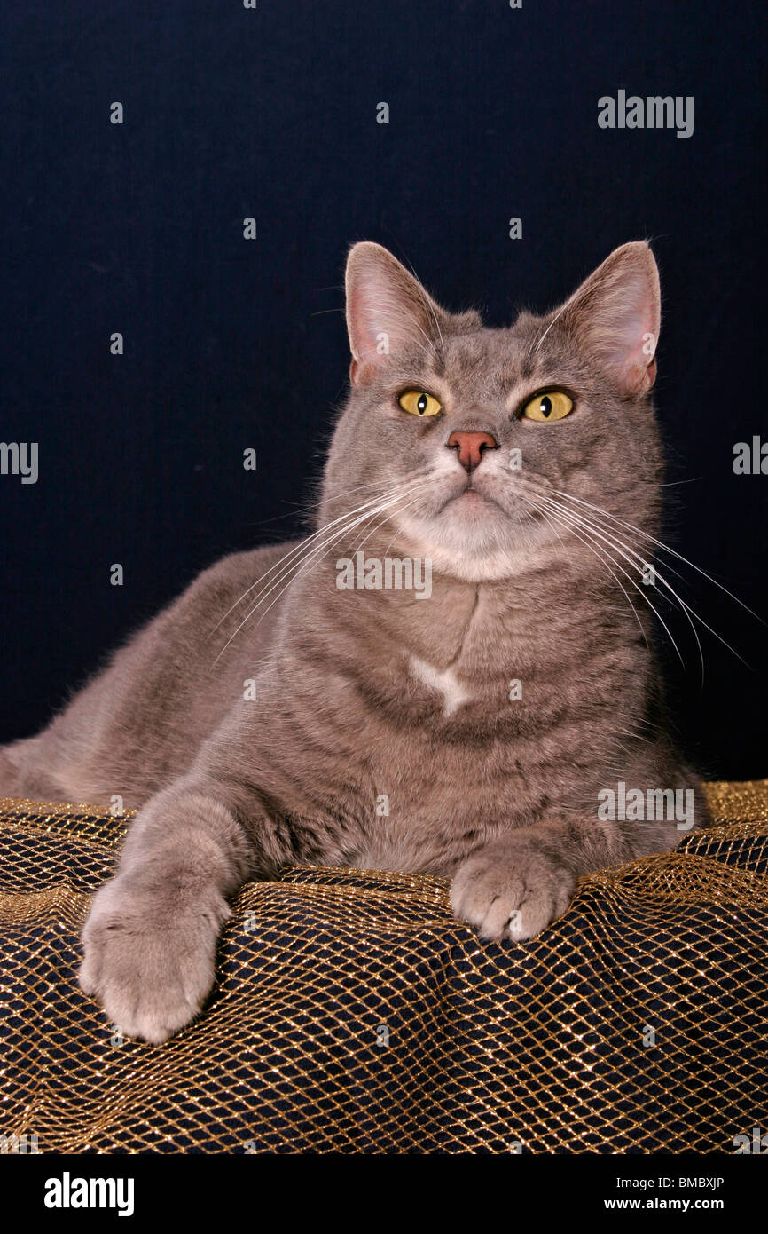 liegende Katze / lying cat Stock Photo - Alamy