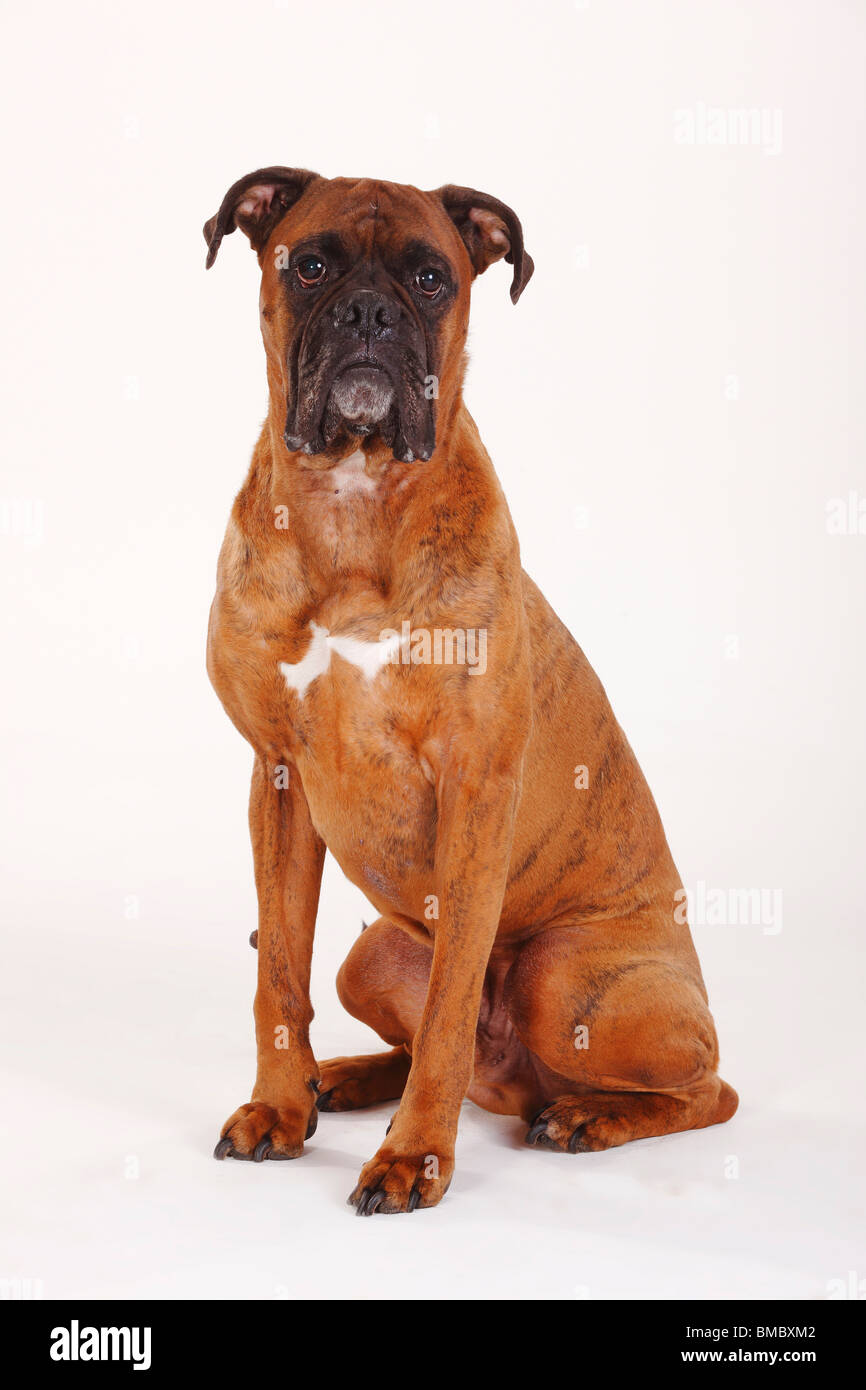 Pedigree boxer hi-res stock photography and images - Alamy