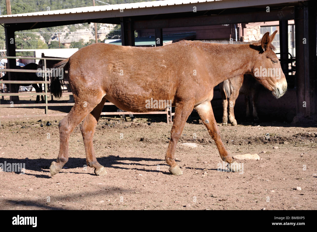 Mule, Grand Canyon, Arizona, USA Stock Photo - Alamy