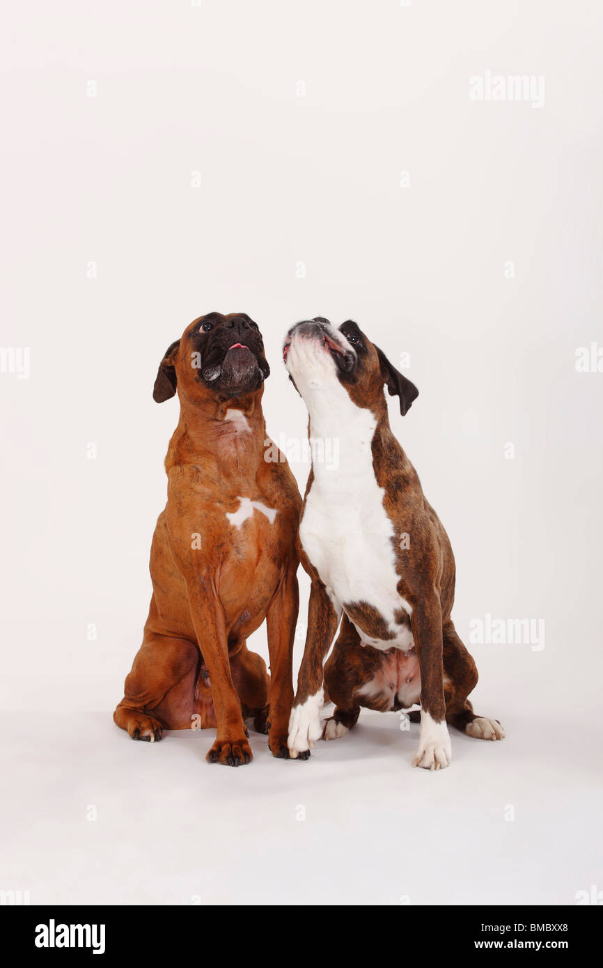 German Boxer, pair Stock Photo - Alamy