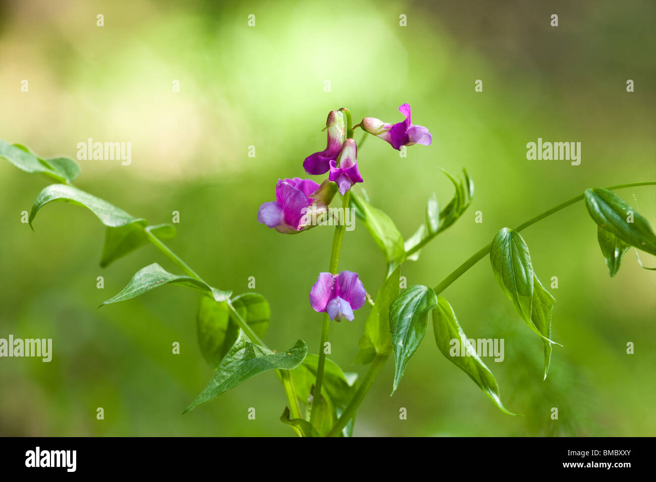 Spring Vetchling in flower Stock Photo - Alamy