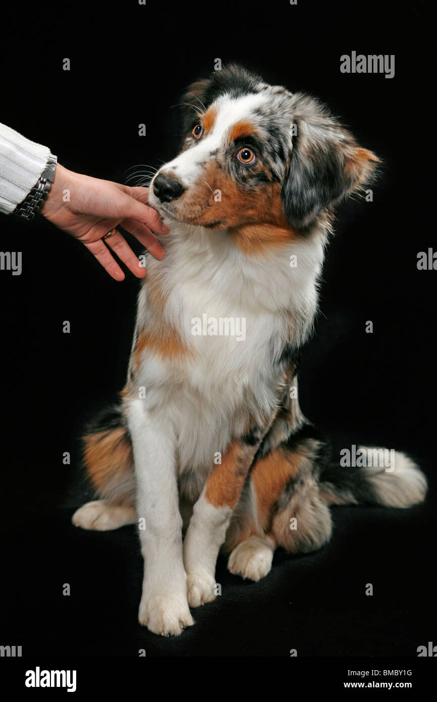 sitzender Australian Shepherd / sitting Australian Shepherd Stock Photo ...