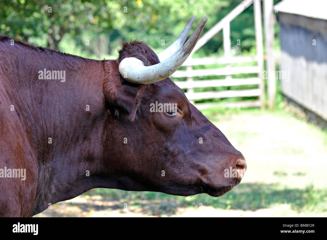 Brown bull hi-res stock photography and images - Alamy