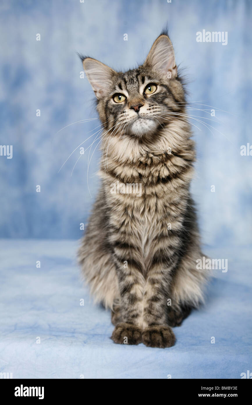 sitzende Maine Coon / sitting Maine Coon Stock Photo - Alamy