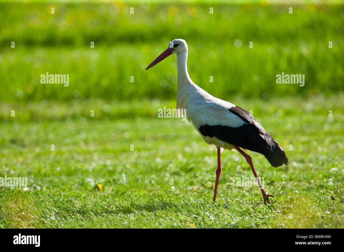 White stork on a meadow Stock Photo - Alamy