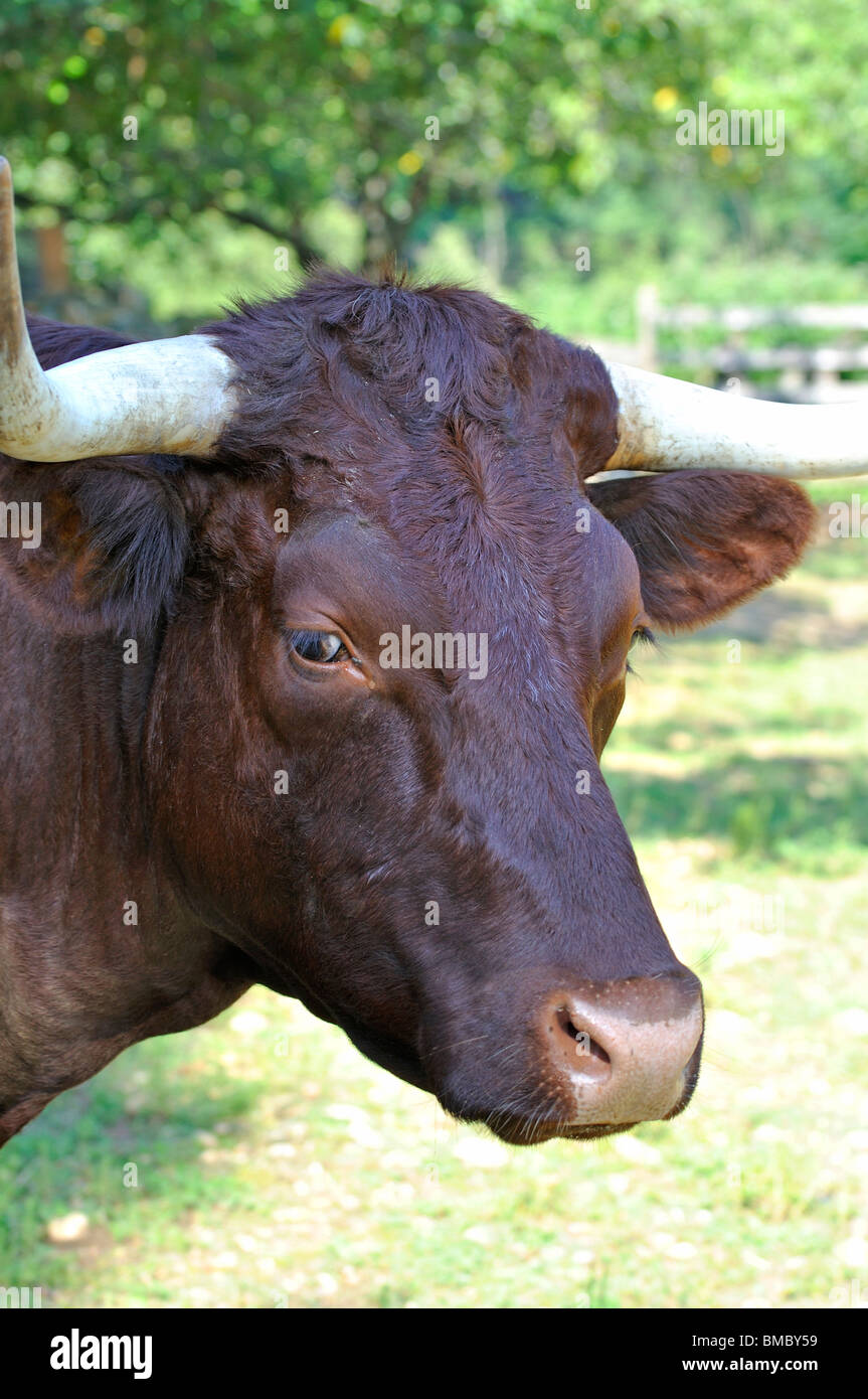 Brown bull hi-res stock photography and images - Alamy