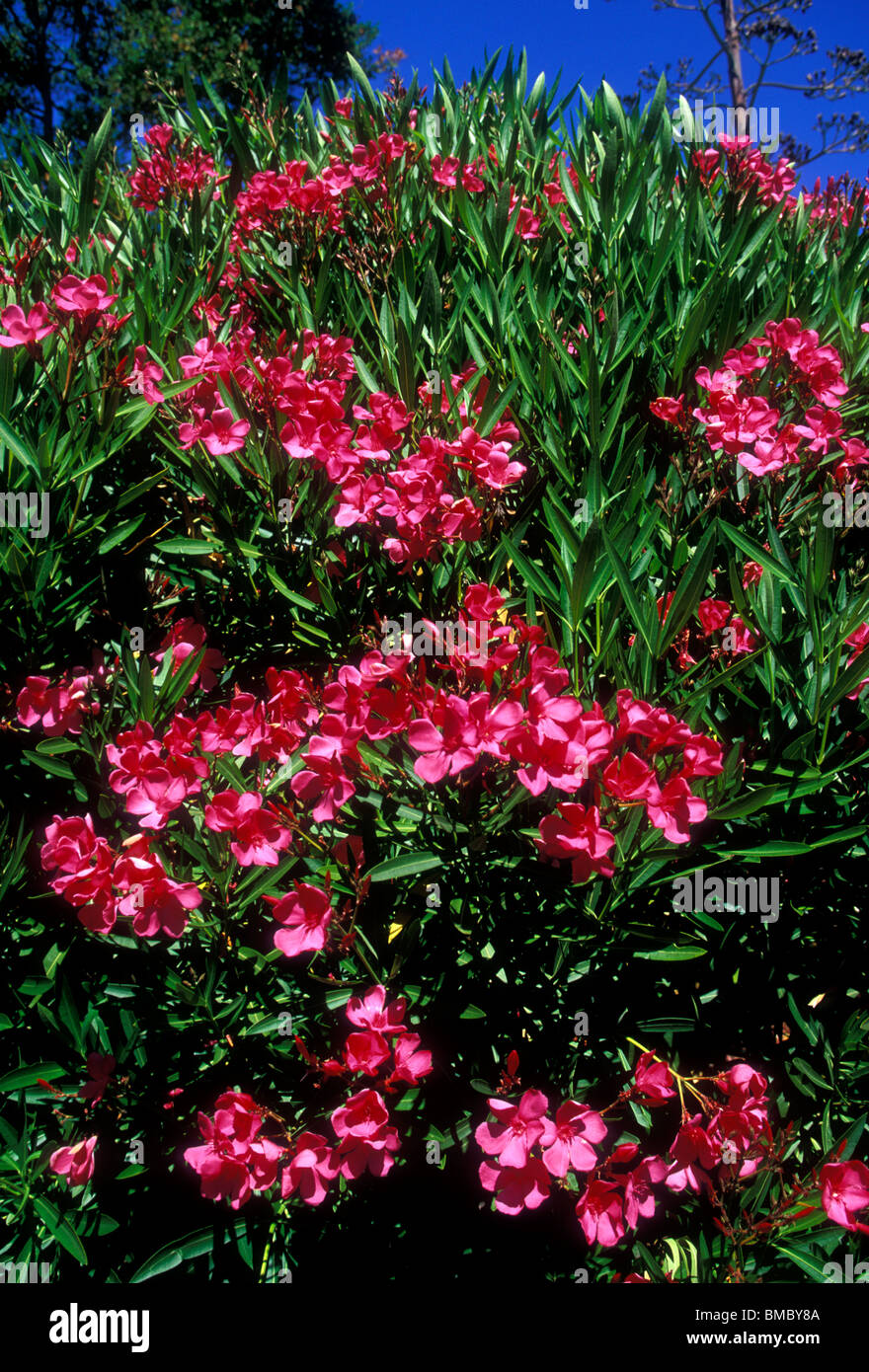 Oleanders hi-res stock photography and images - Alamy