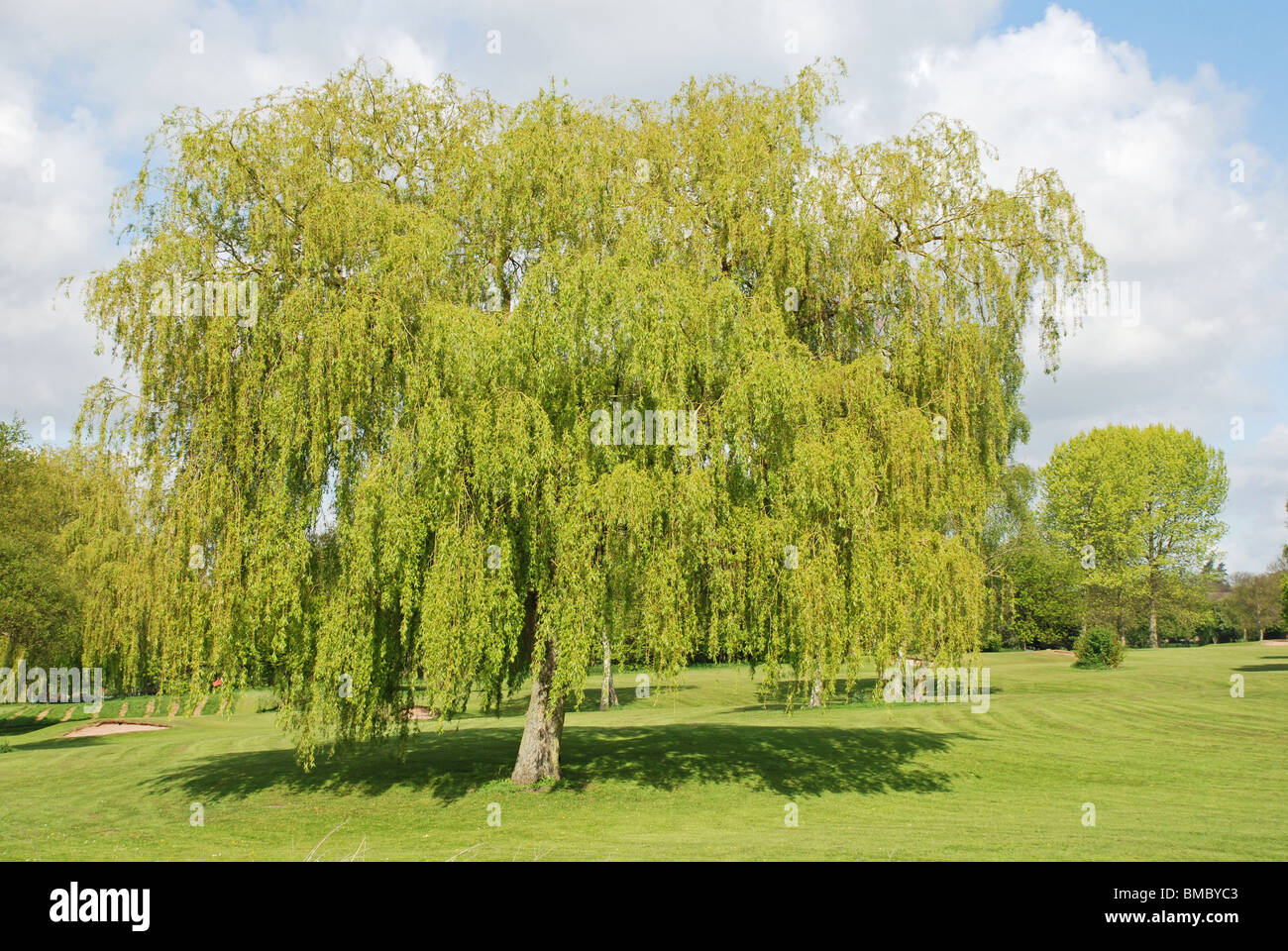 Cricket bat willow tree hi-res stock photography and images - Alamy