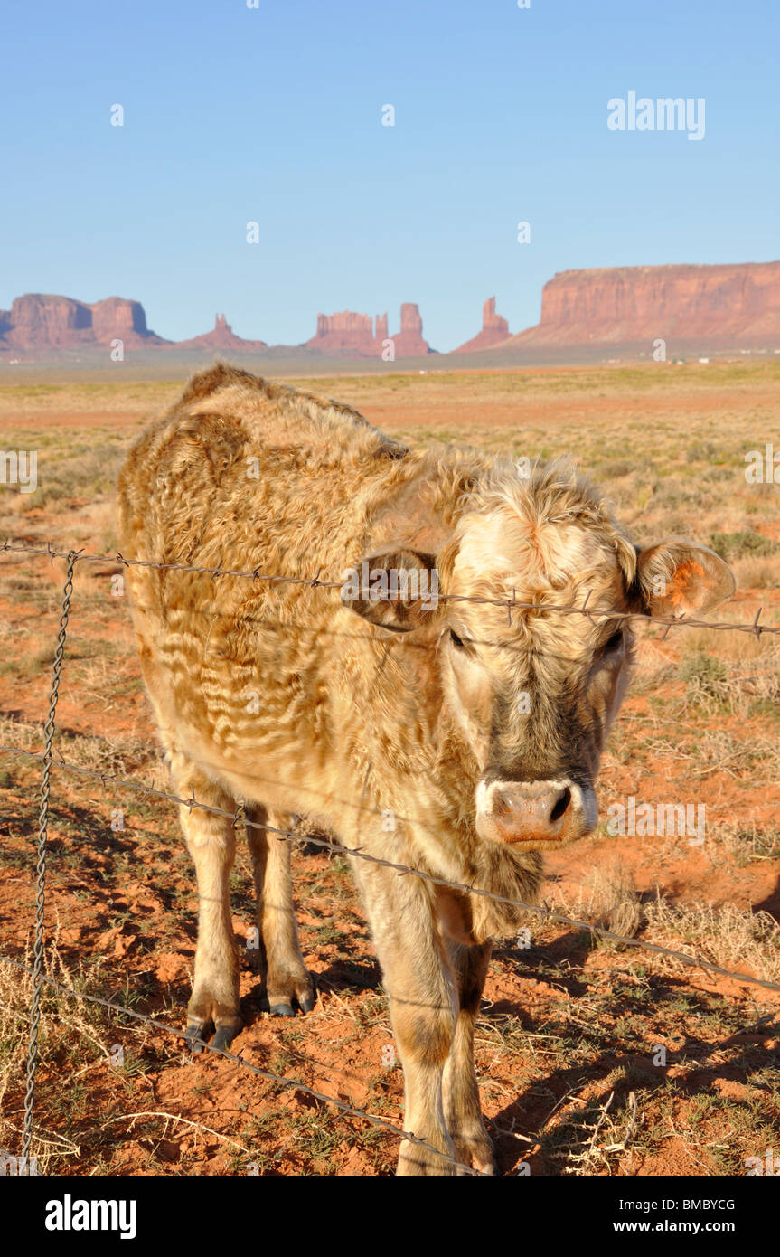 Cattle farming usa arizona hi-res stock photography and images - Alamy