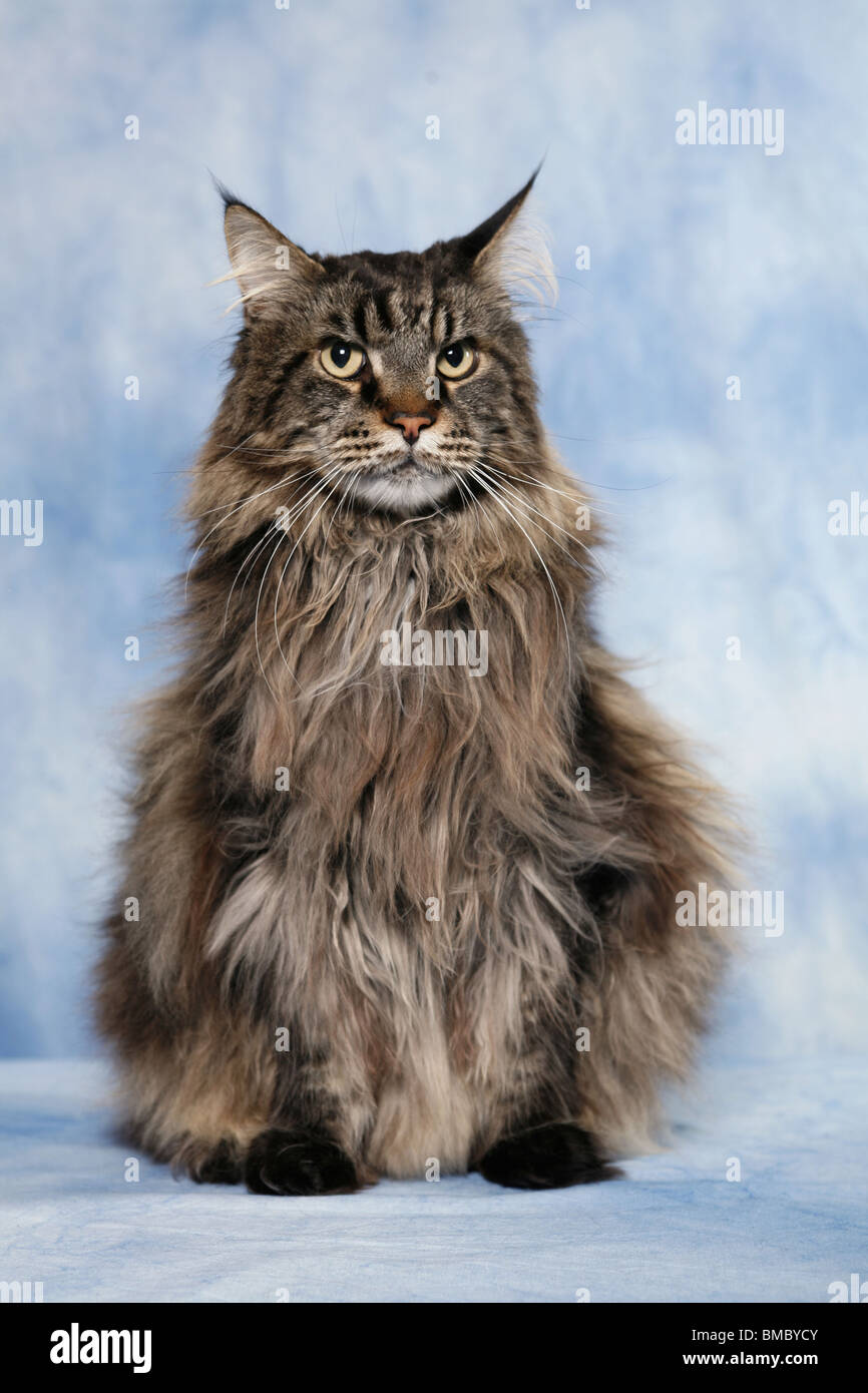 sitzende Maine Coon / sitting Maine Coon Stock Photo - Alamy