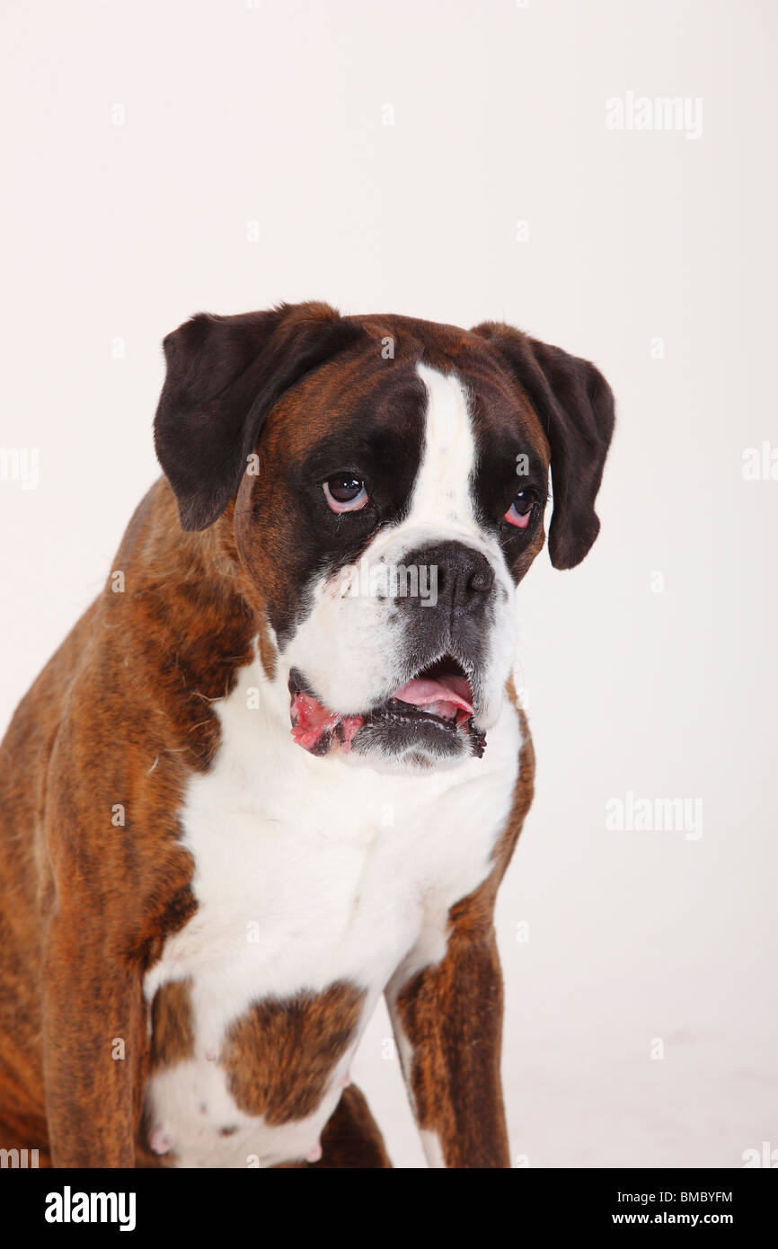 Purebred boxer hi-res stock photography and images - Alamy