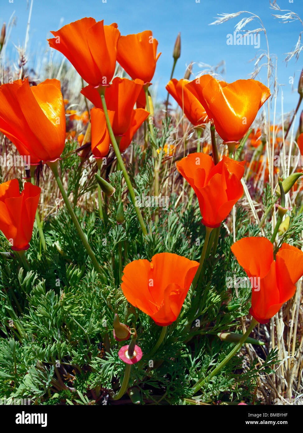 California Golden Poppies Stock Photo - Alamy