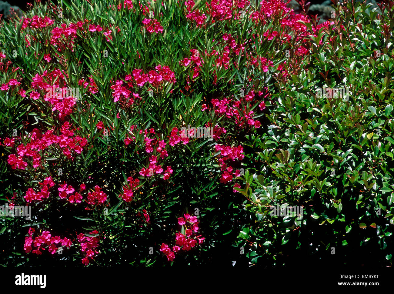 Oleander california hi-res stock photography and images - Alamy