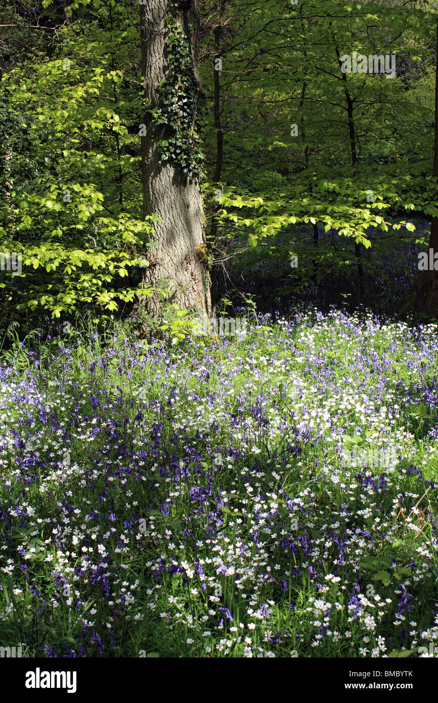 Spring flowers surrey hi-res stock photography and images - Alamy
