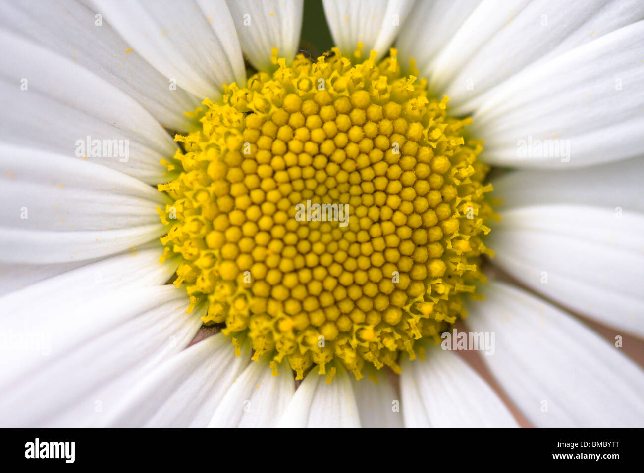 Macro of the daisy flower Stock Photo - Alamy