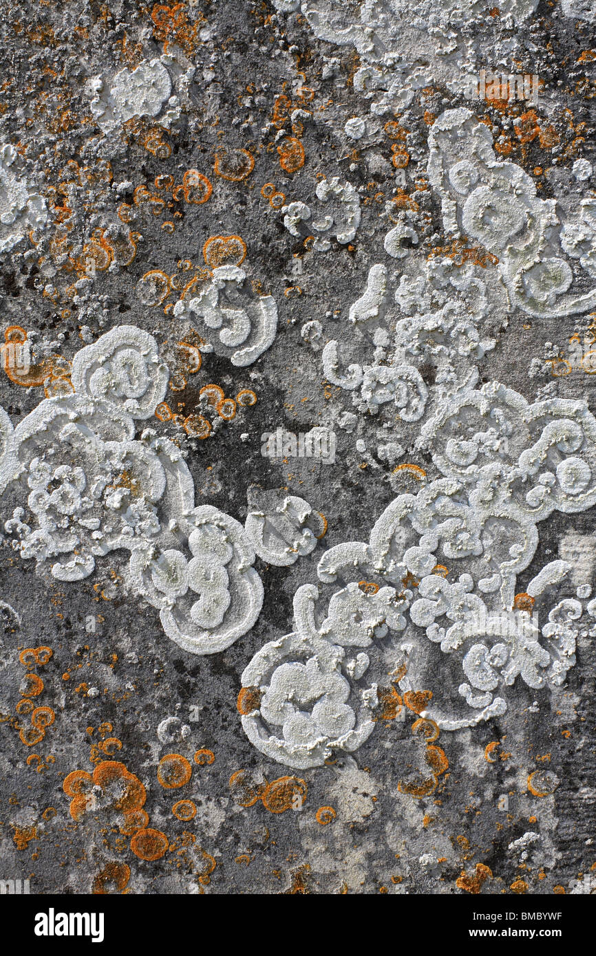 Fungi algae hi-res stock photography and images - Alamy