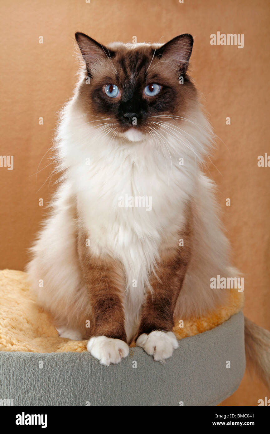 Hg beige hi-res stock photography and images - Alamy