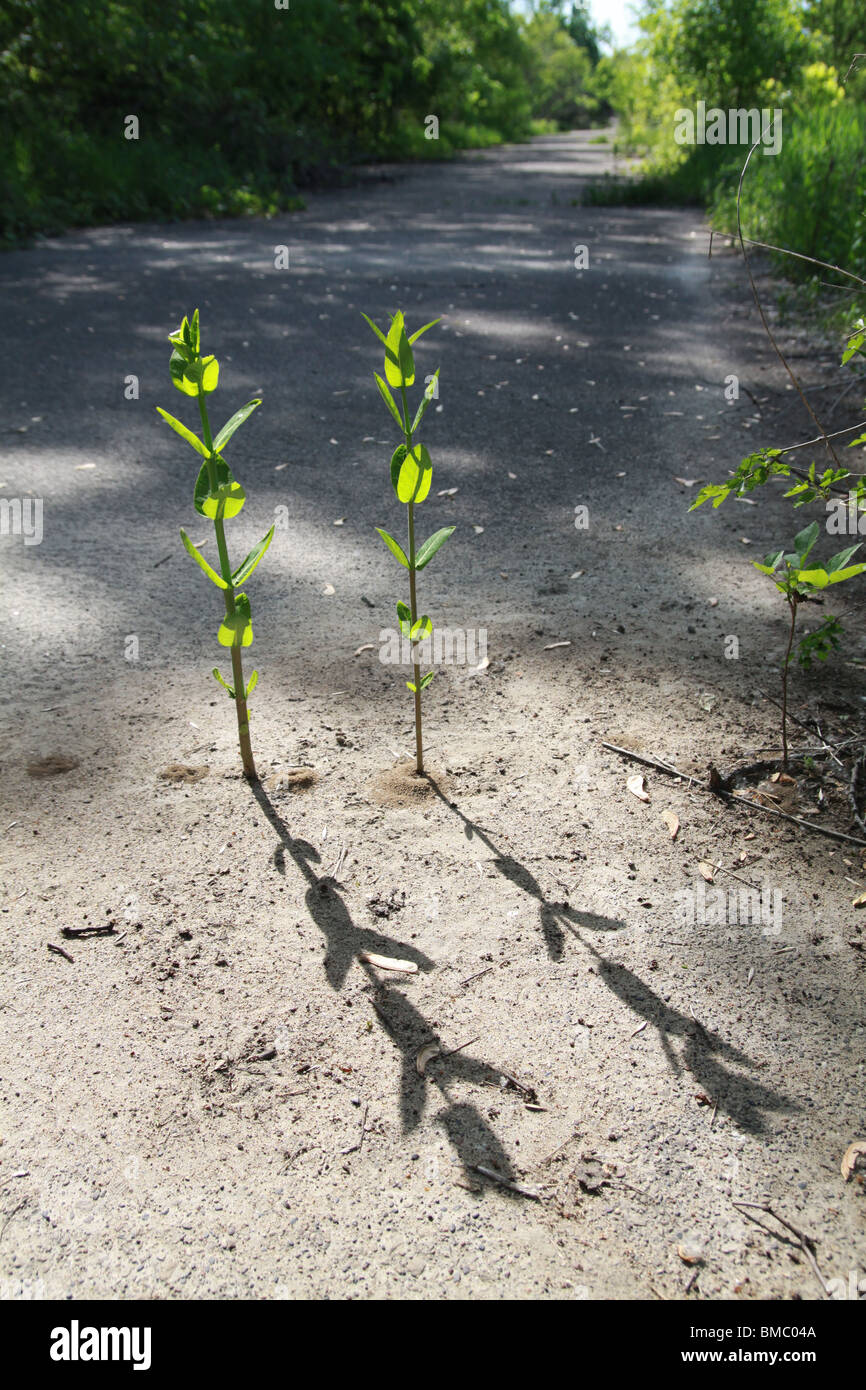 Two pretty weeds growing side by side on an old road Stock Photo - Alamy