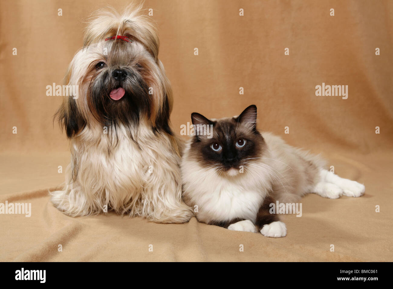 Hund und katze hi-res stock photography and images - Alamy