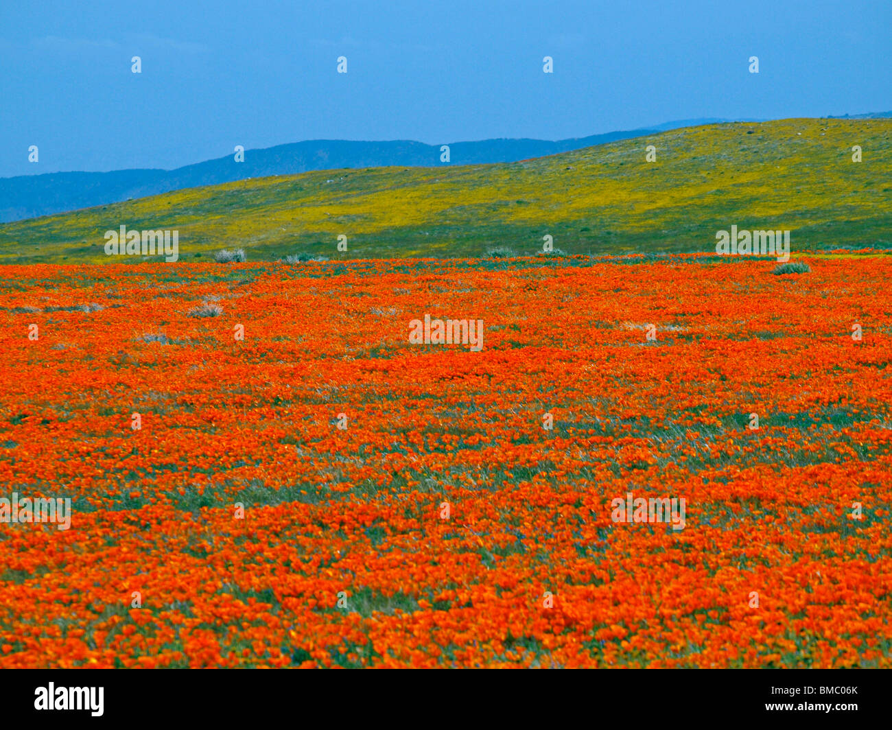 Golden poppies hi-res stock photography and images - Alamy