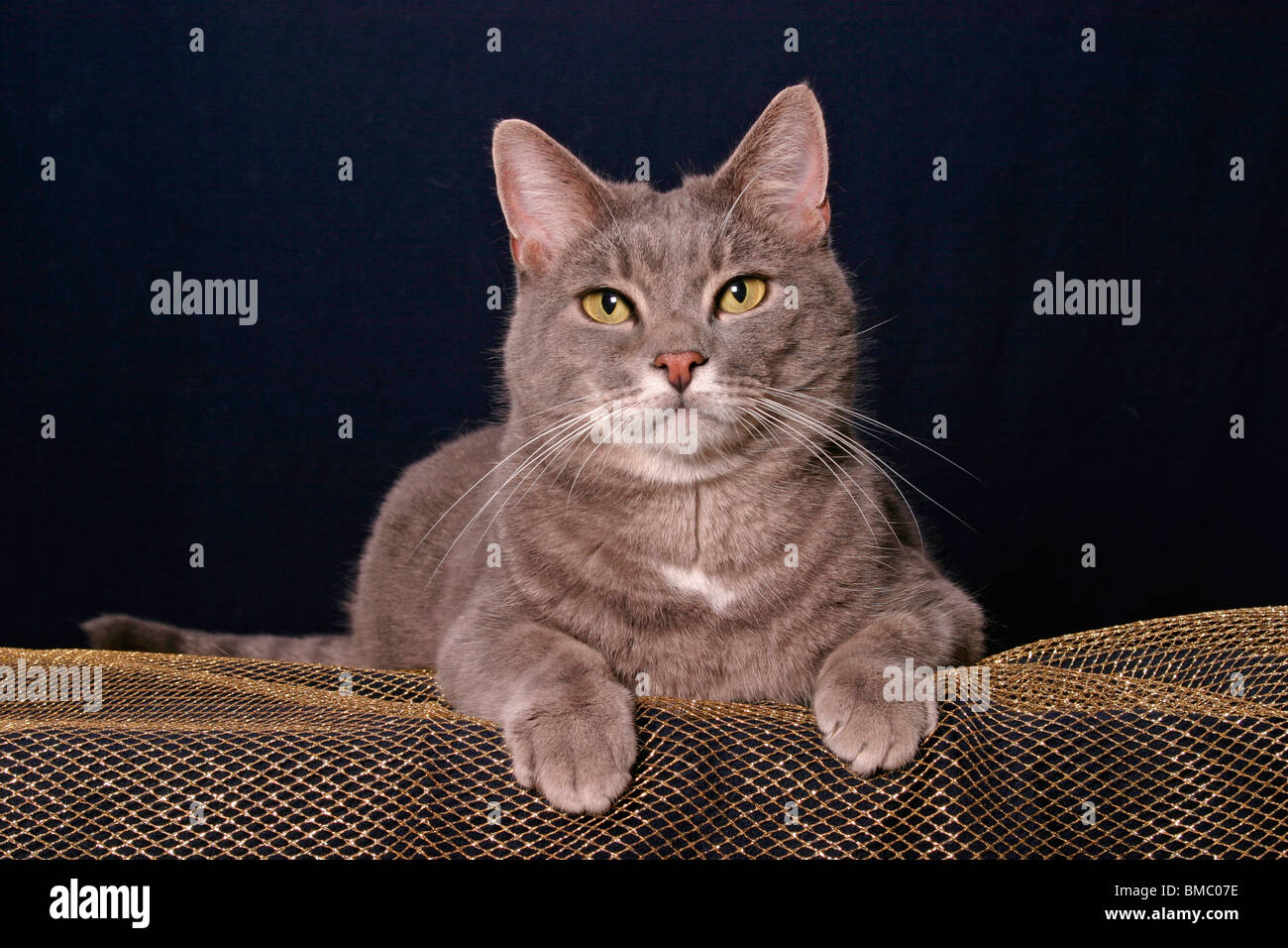 liegende Katze / lying cat Stock Photo - Alamy