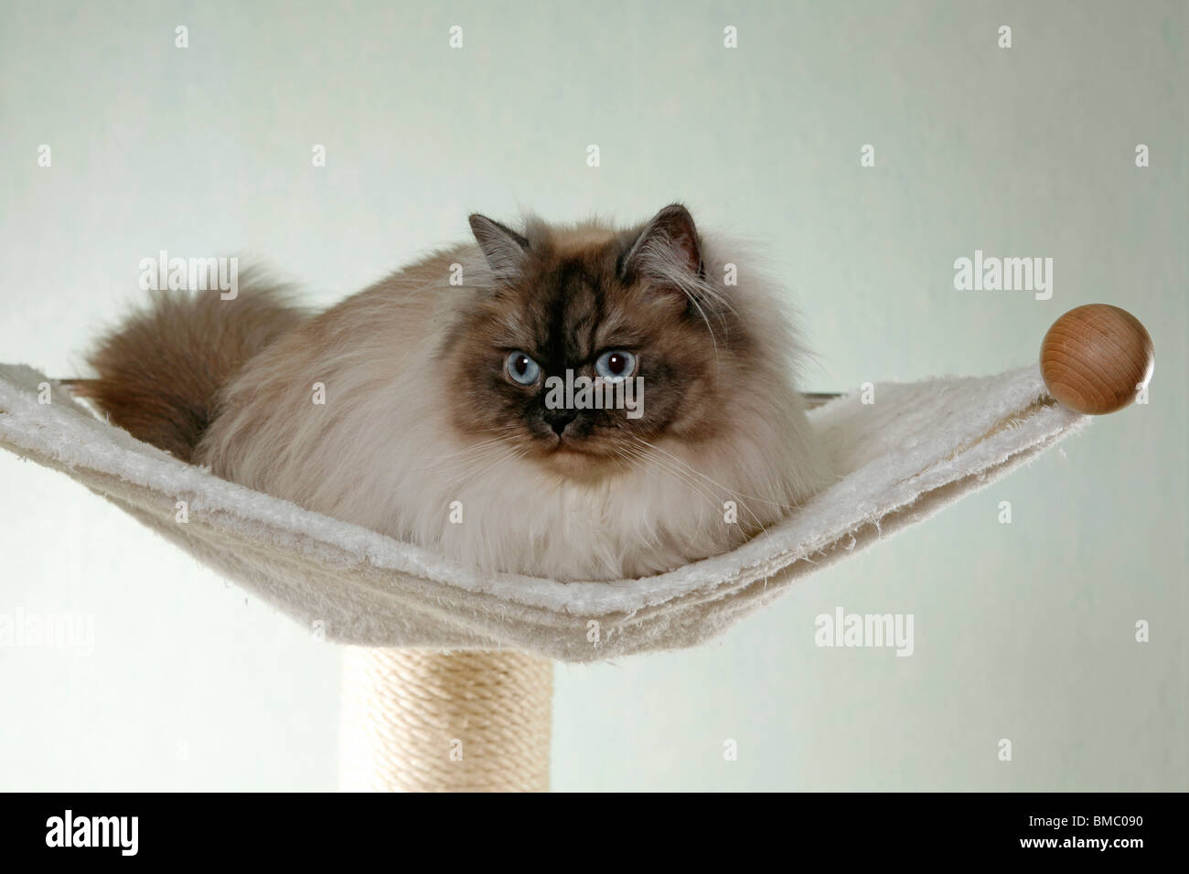 Langhaarige katze hi-res stock photography and images - Alamy