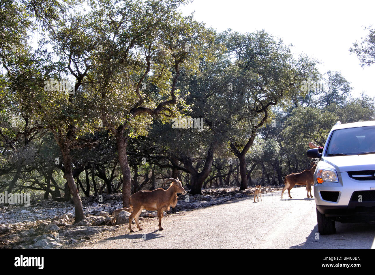 African Safari at Wildlife Ranch, Texas Hill Country, USA Stock Photo ...