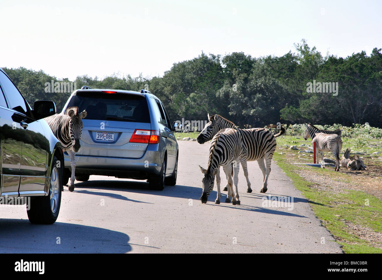 African Safari at Wildlife Ranch, Texas Hill Country, USA Stock Photo ...