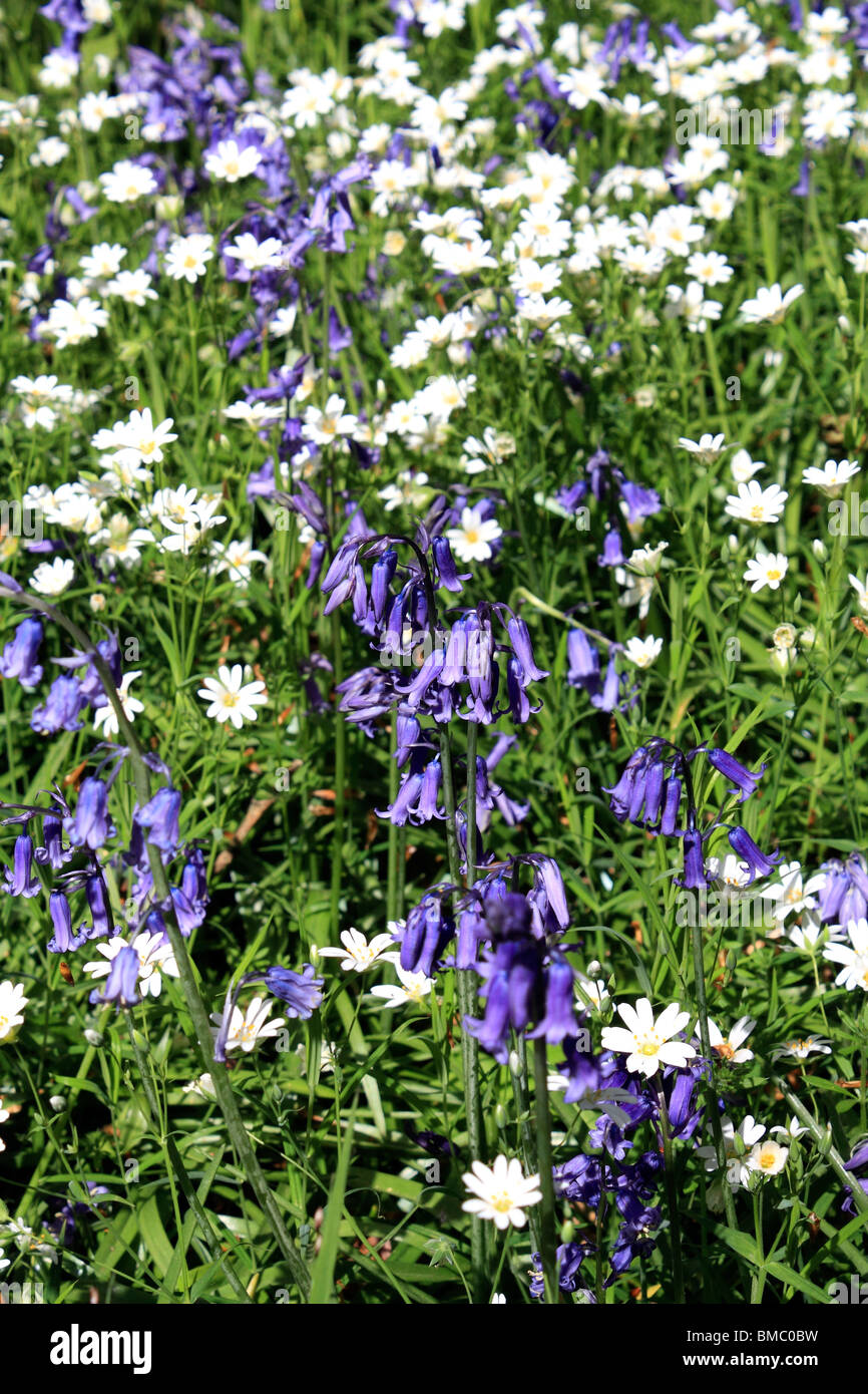 Spring flowers Surrey, England, UK Stock Photo - Alamy