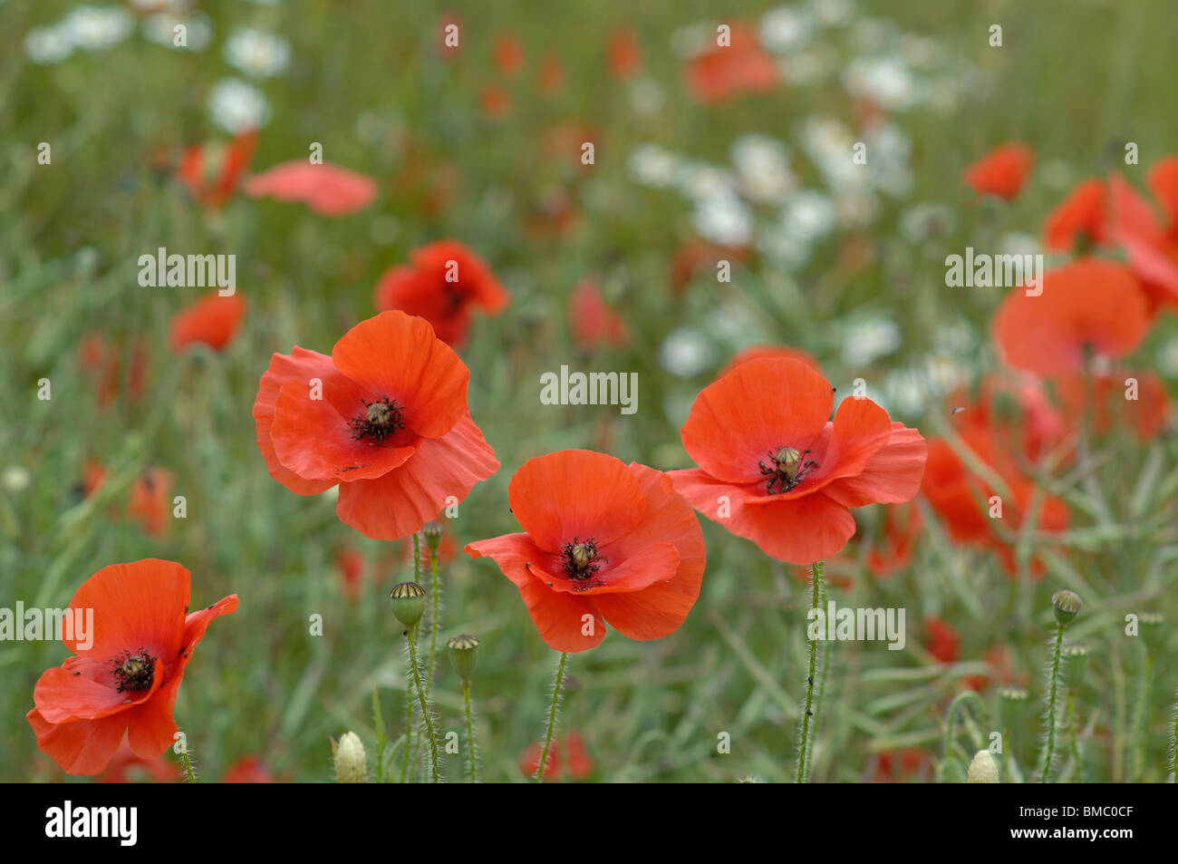 Field of poppies Stock Photo - Alamy