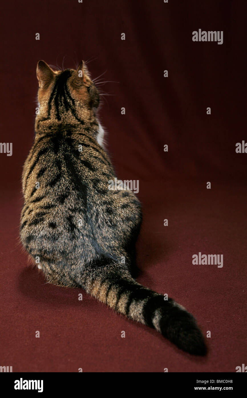 sitzende Katze / sitting cat Stock Photo - Alamy