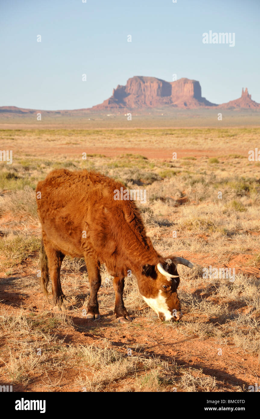 Cattle farming usa arizona hi-res stock photography and images - Alamy