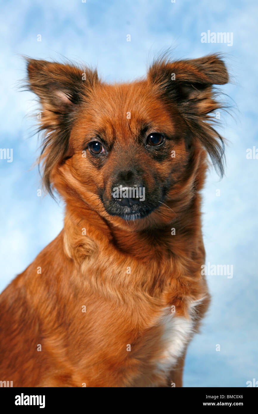 Brauner mischling hi-res stock photography and images - Alamy