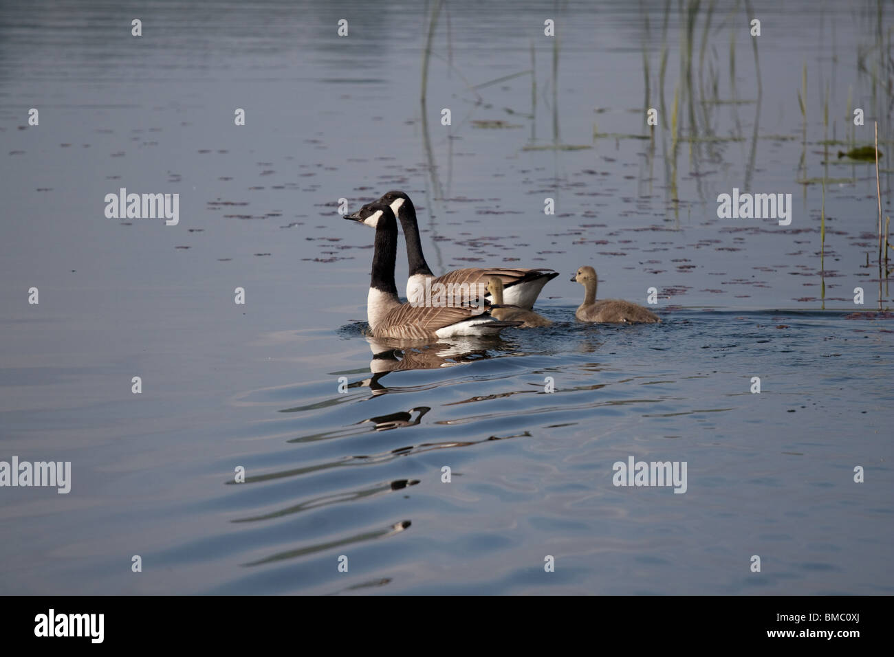 Male female geese hi-res stock photography and images - Alamy