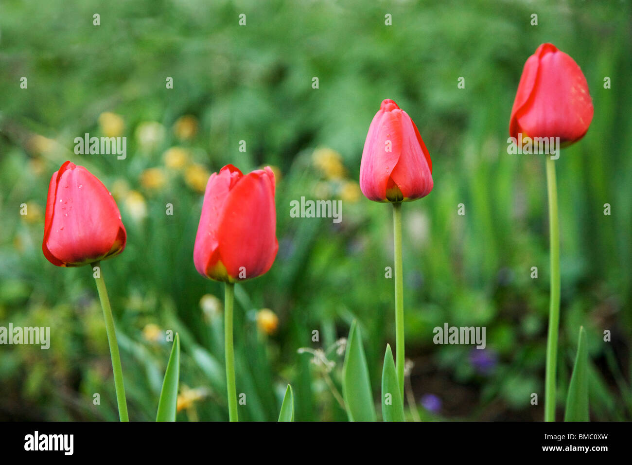 Four red tulips Stock Photo - Alamy