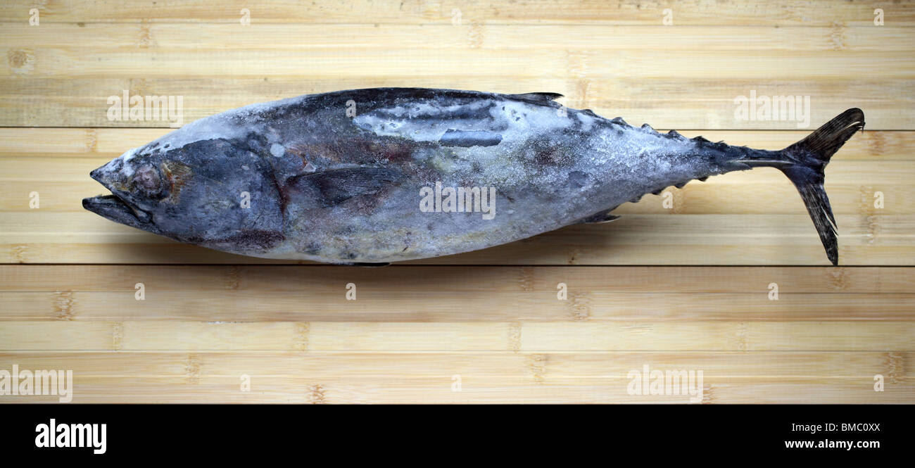 Bonito fish fishy seafood sea ocean animal Stock Photo - Alamy