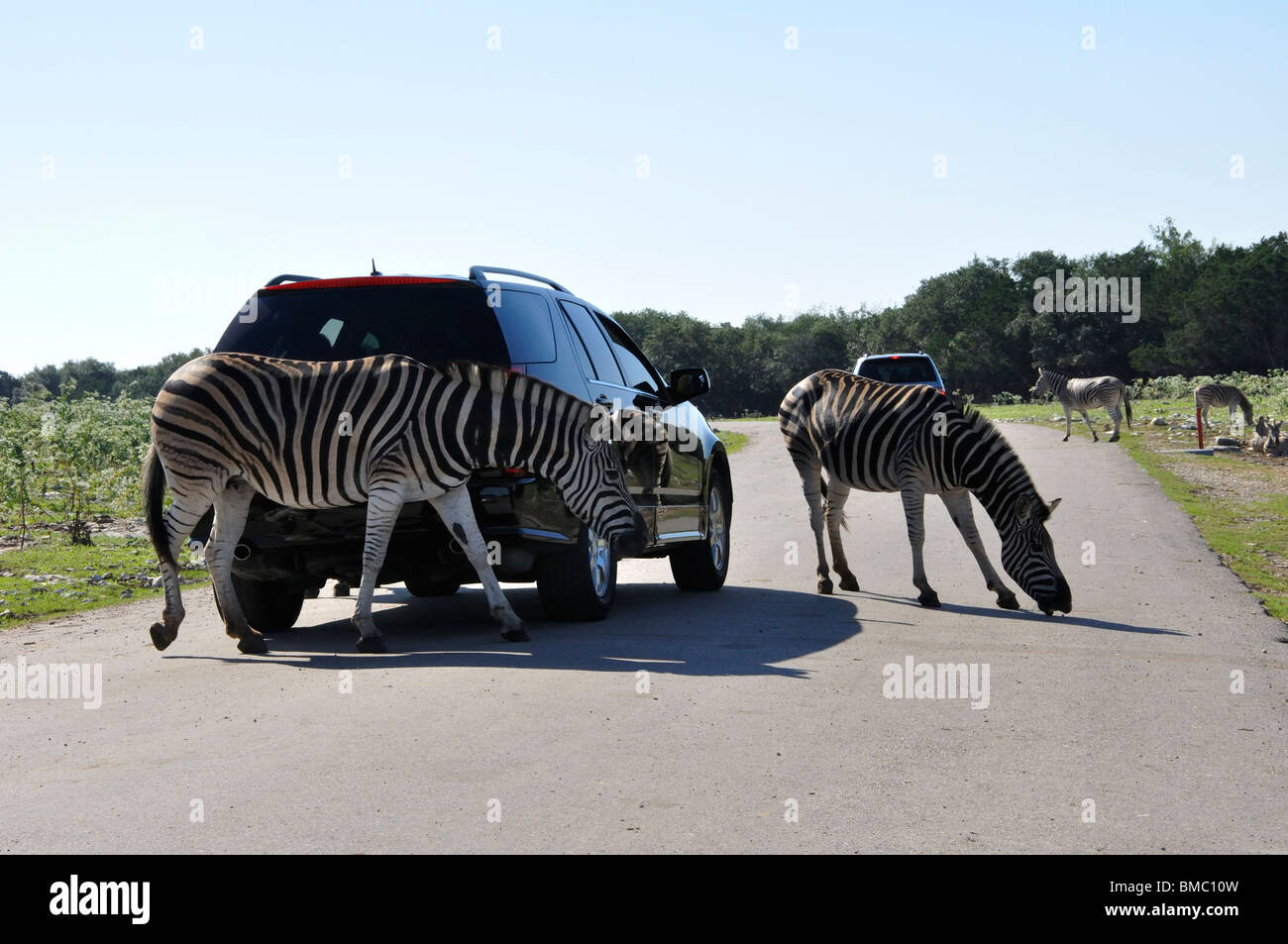 African Safari at Wildlife Ranch, Texas Hill Country, USA Stock Photo ...