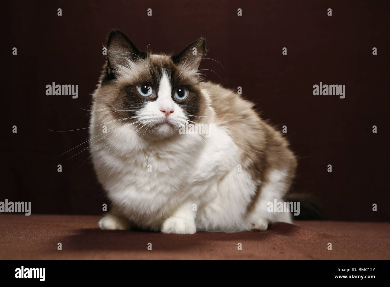 Weibliche ragdoll katze hi-res stock photography and images - Alamy