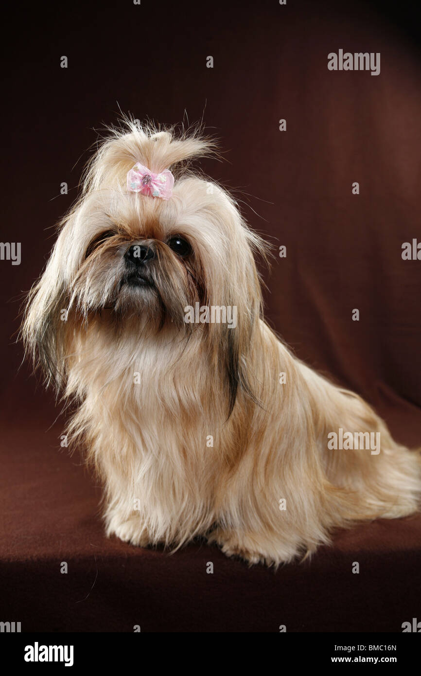 sitzender Shih Tzu / sitting Shih Tzu Stock Photo - Alamy