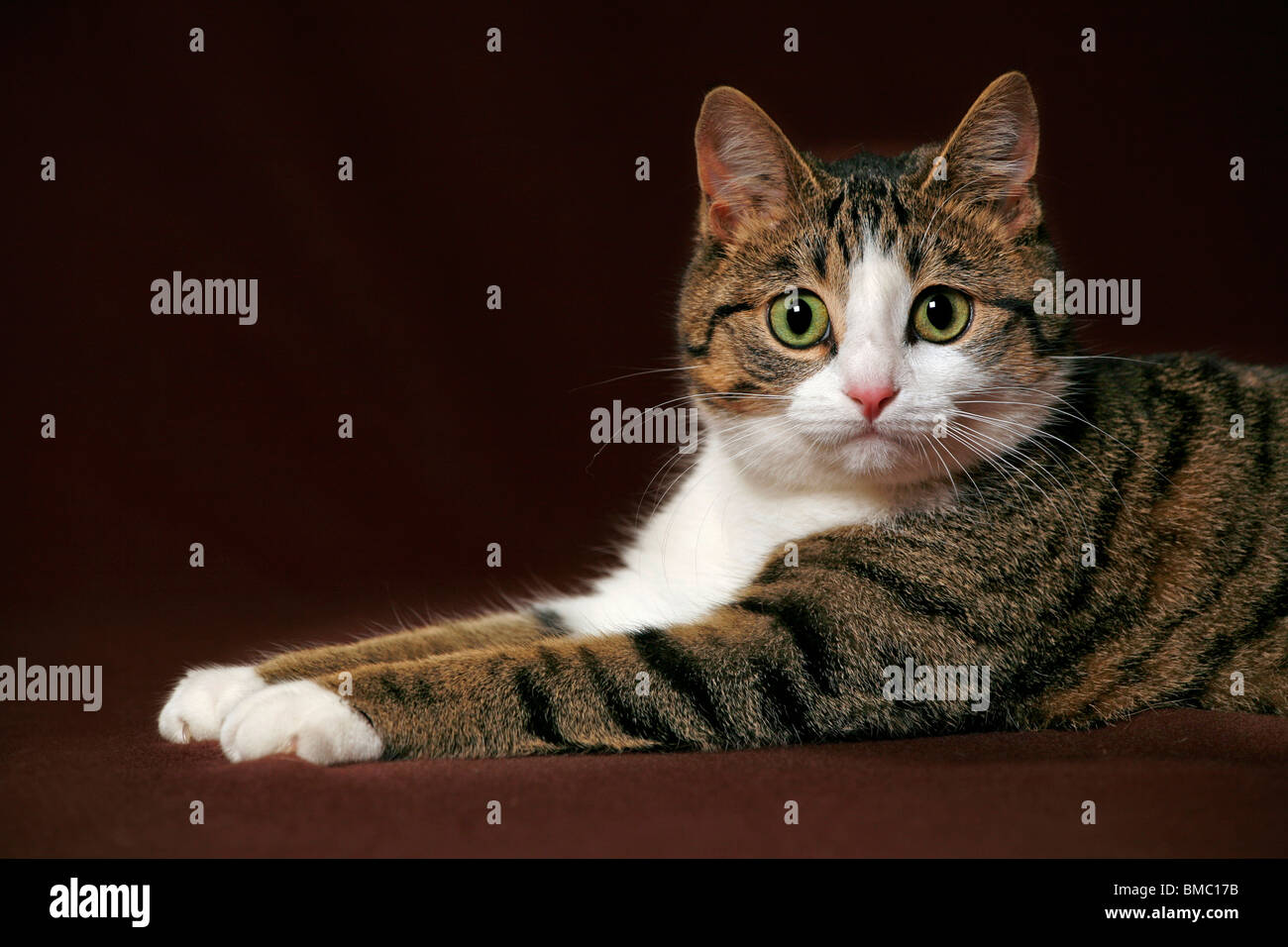 liegende Katze / lying cat Stock Photo - Alamy