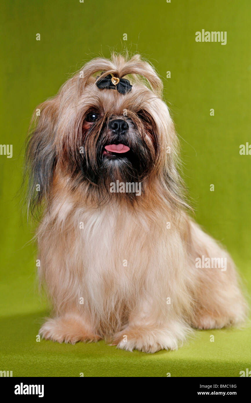 sitzender Shih Tzu / sitting Shih Tzu Stock Photo - Alamy