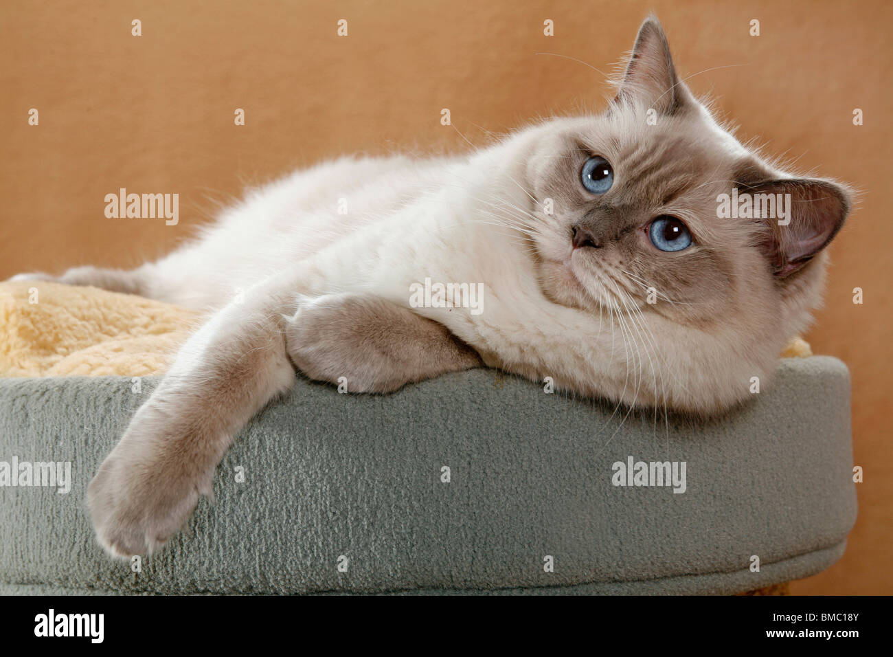 Hg beige hi-res stock photography and images - Alamy