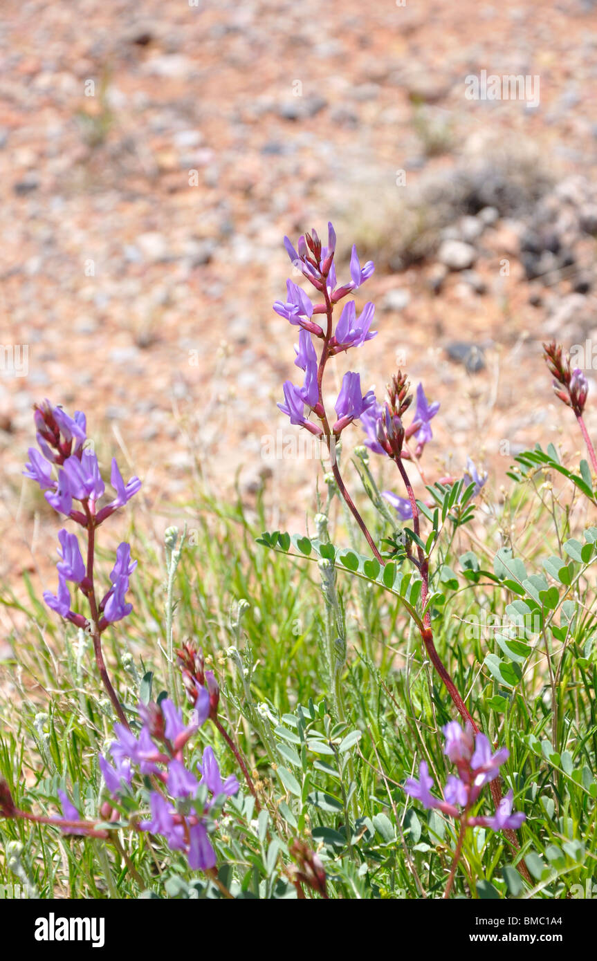 American milkvetch hi-res stock photography and images - Alamy